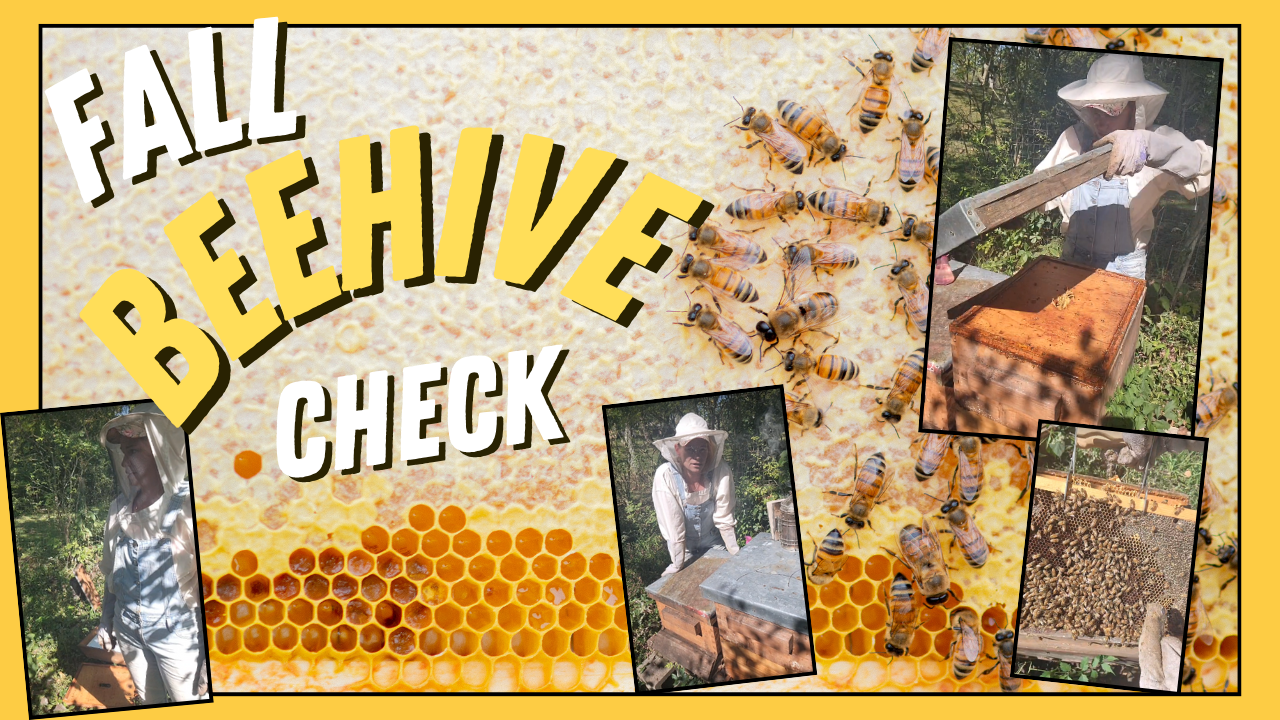 Fall BEEHIVE Check!